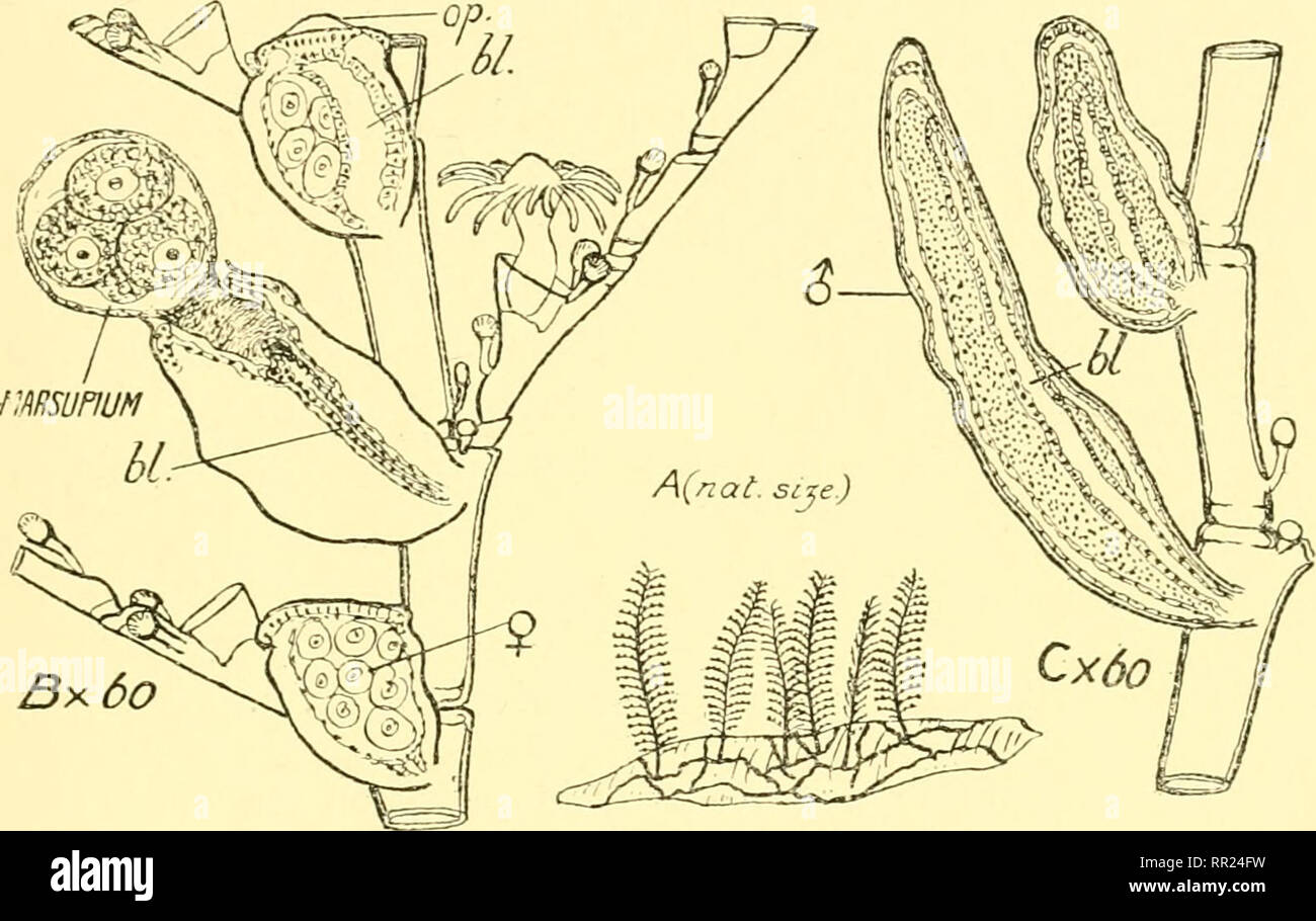 . African invertebrates : a journal of biodiversity research ...
