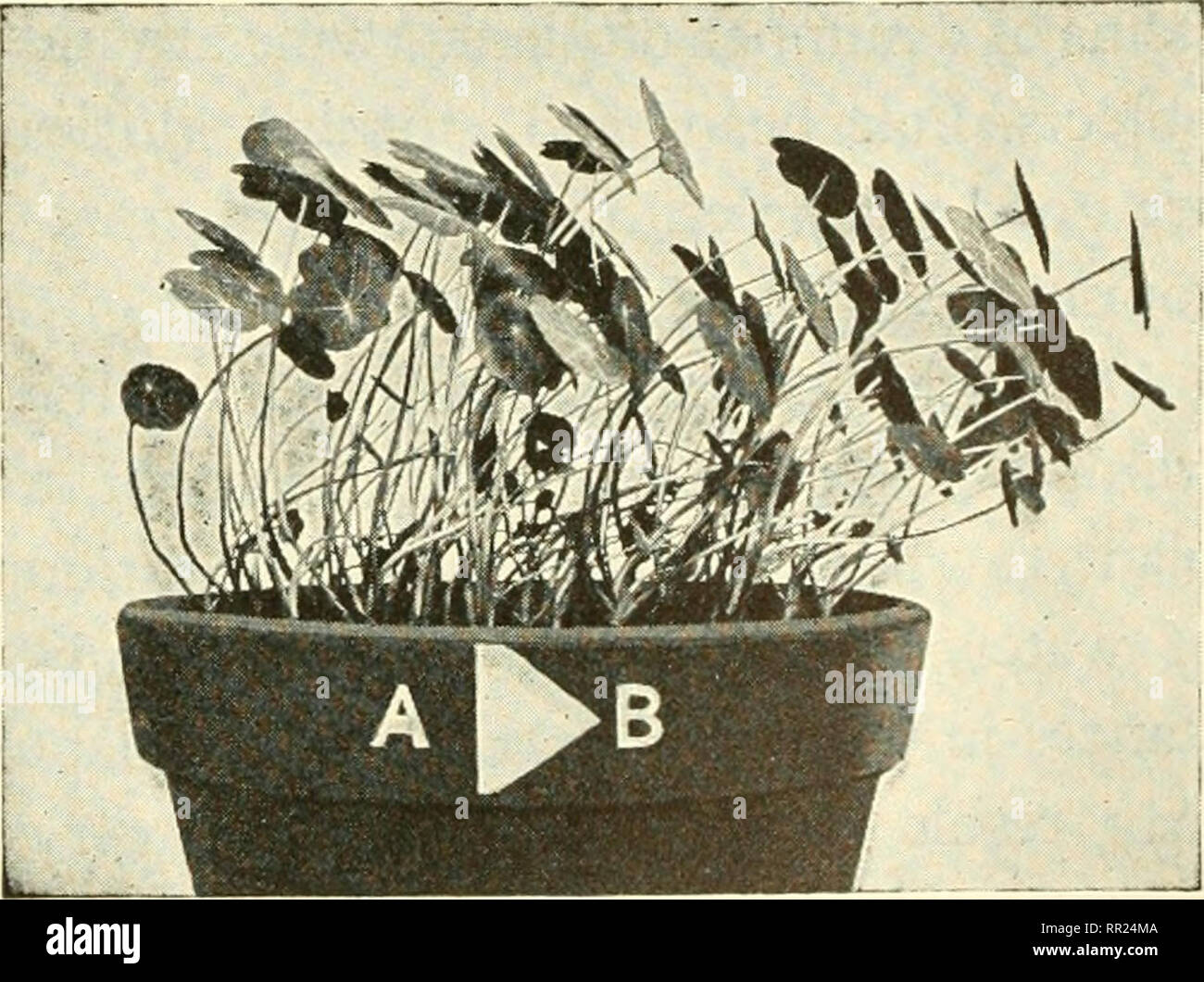 Stimulus Response In Plants