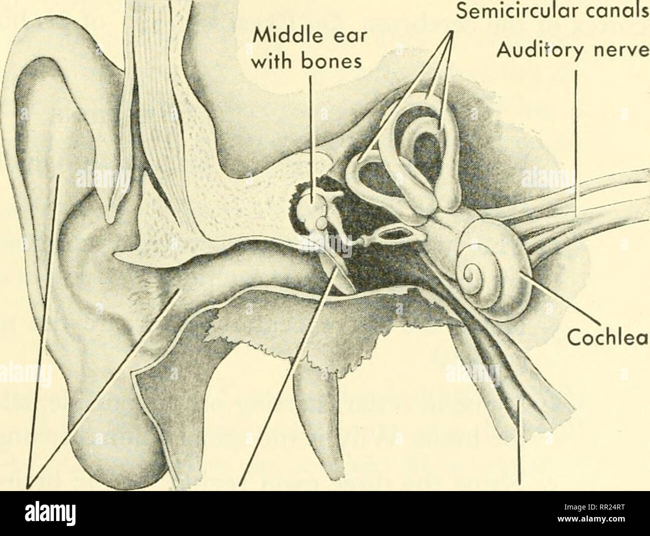 . Adventures with animals and plants. Biology. Semicircular canals ...