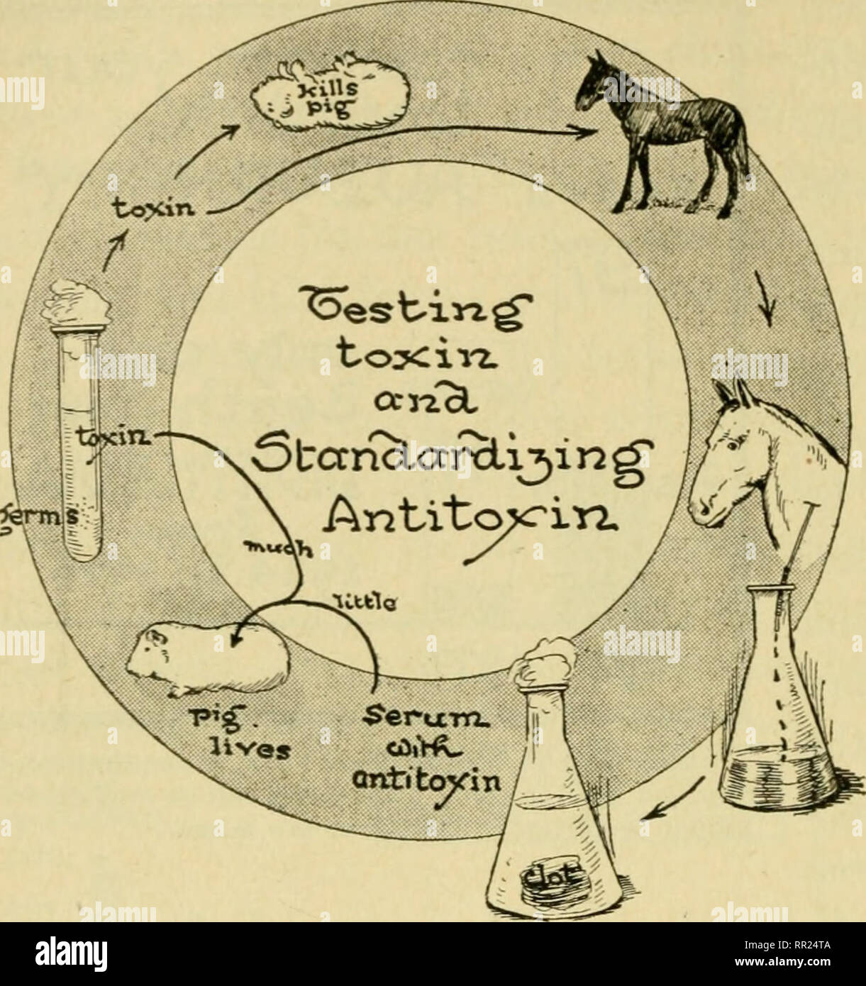 Tetanus antitoxin hi-res stock photography and images - Alamy