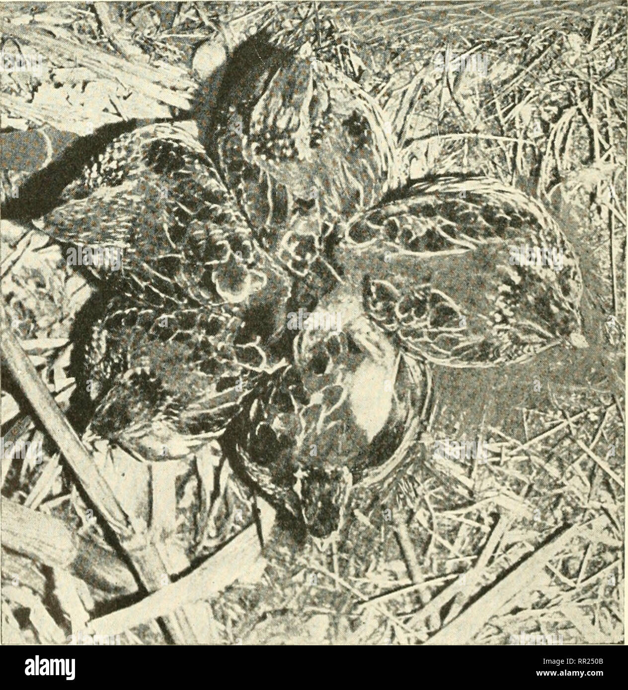 Beavers nest hi-res stock photography and images - Alamy