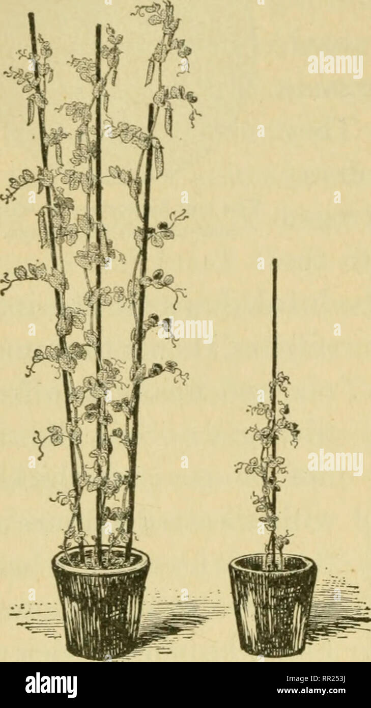 Nitrogen fixing nodules clover roots hi-res stock photography and ...