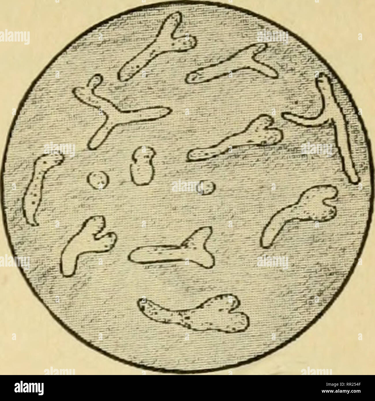 Denitrification Bacteria