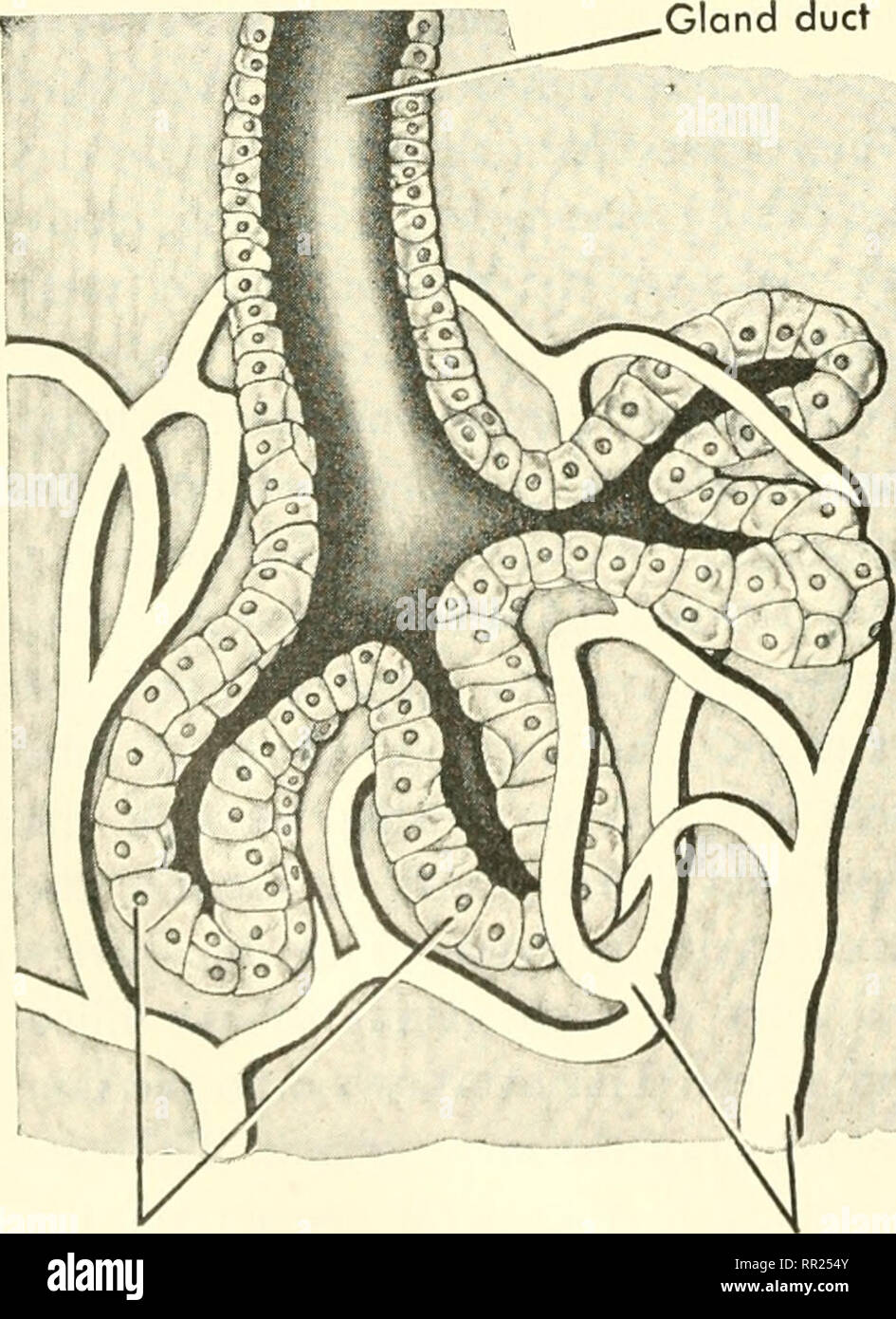 Sweat gland duct hi-res stock photography and images - Alamy