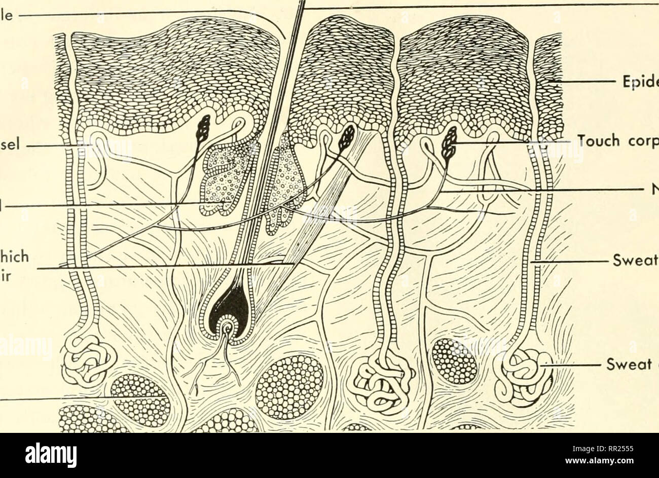 Sweat gland duct hi-res stock photography and images - Alamy