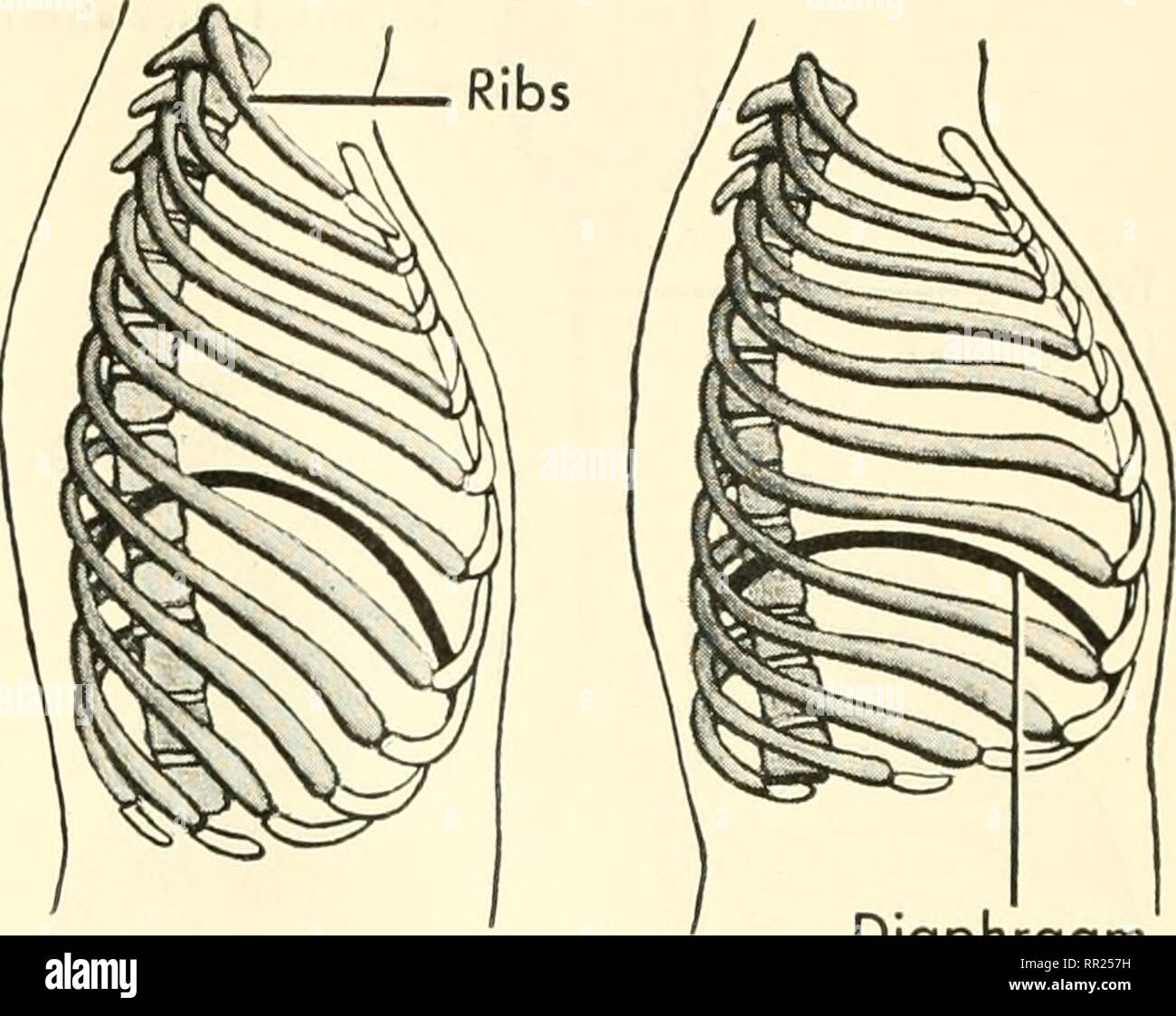 Beef diaphragm muscle hi-res stock photography and images - Alamy