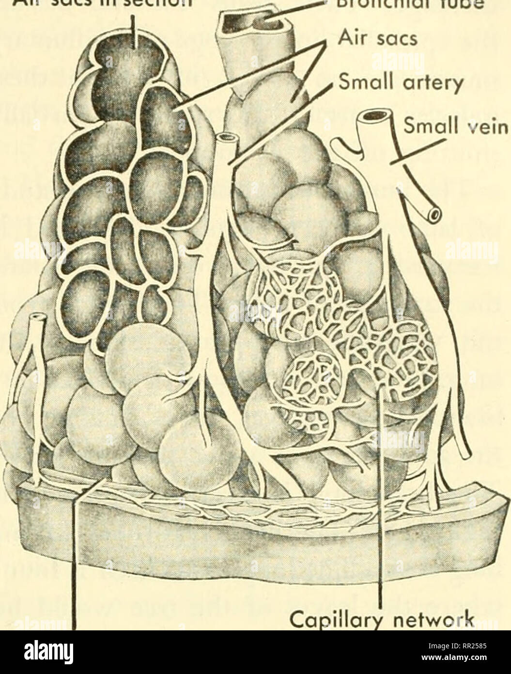. Adventures with animals and plants. Biology. 227 Bronchial tube Air ...