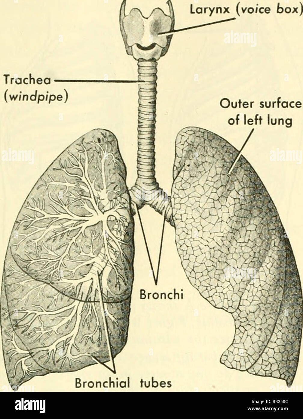Bronchial tube cells hi-res stock photography and images - Alamy