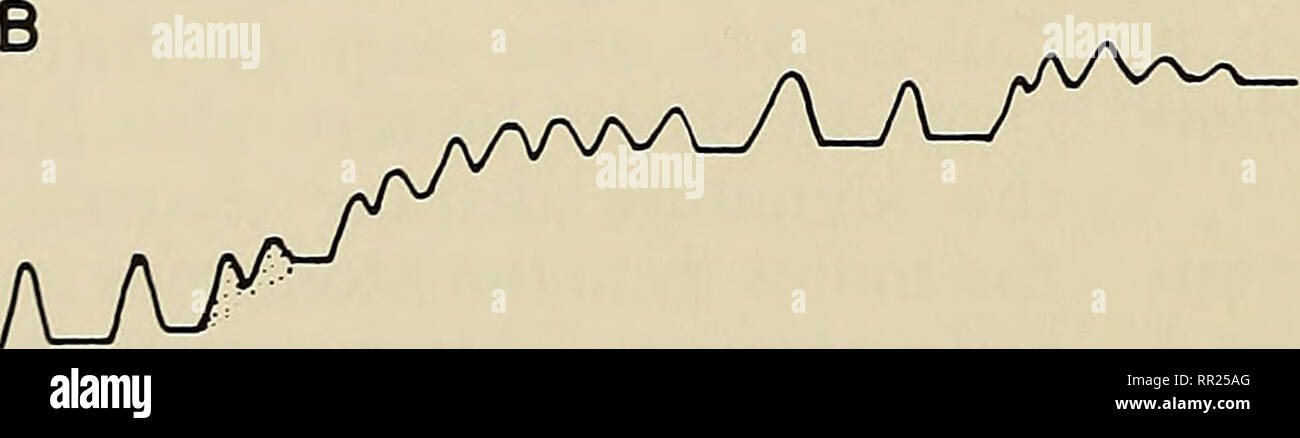 Dewlap extension hi-res stock photography and images - Alamy