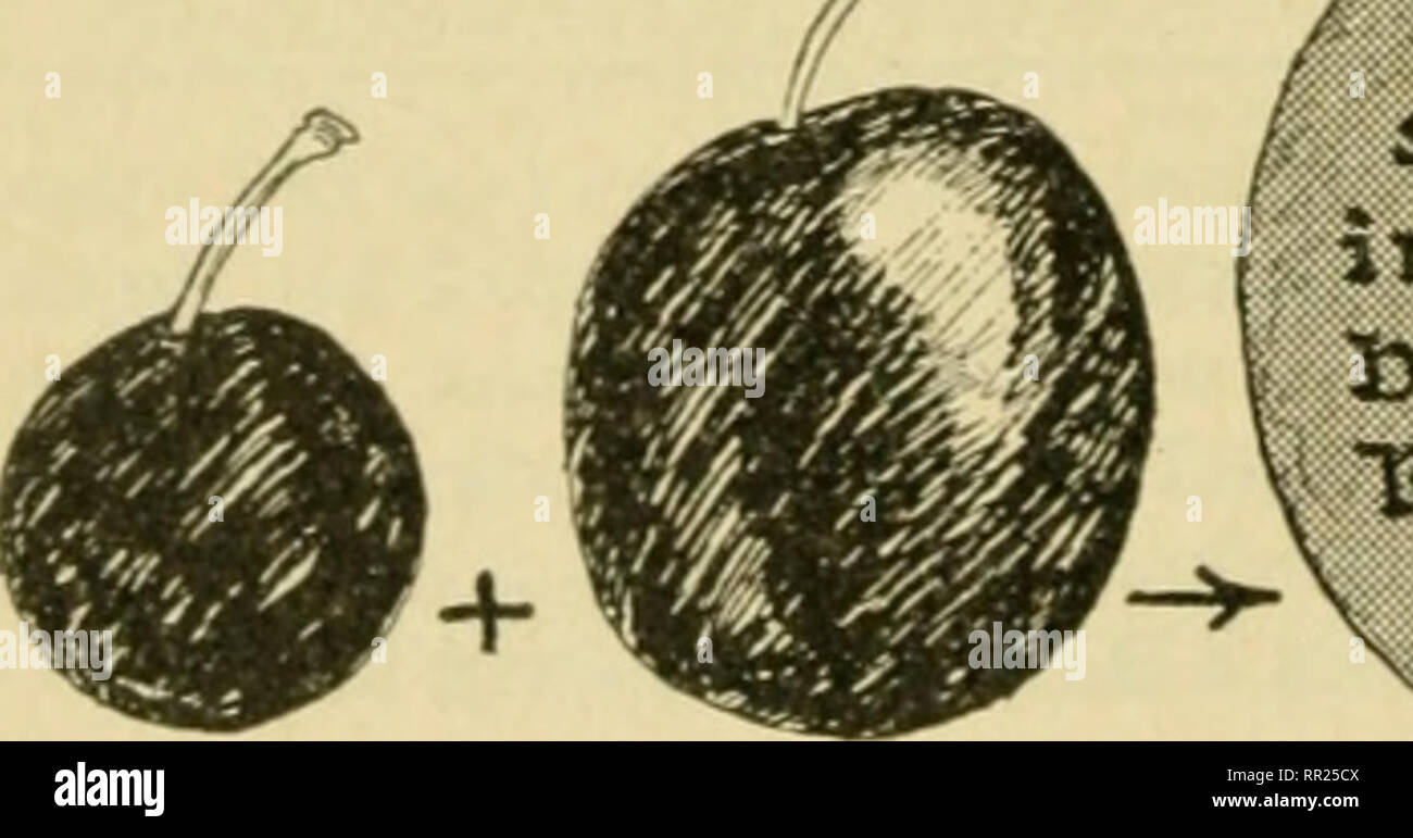 Artificial Selection Biology