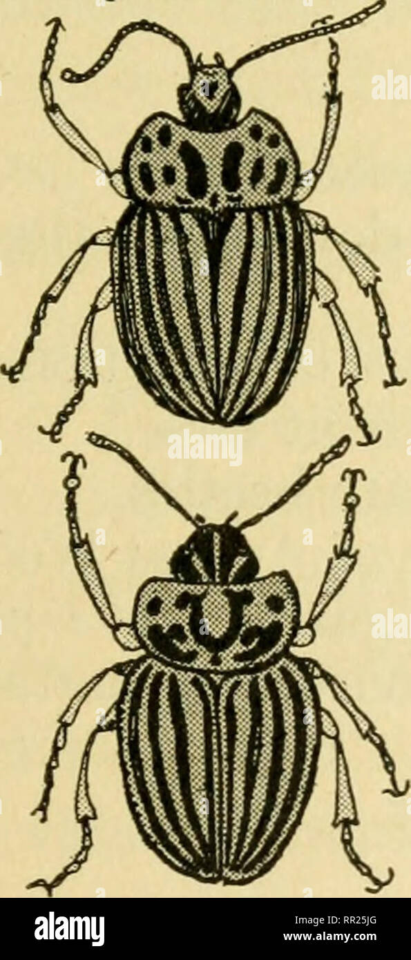 Fruit fly microscope hi-res stock photography and images - Alamy