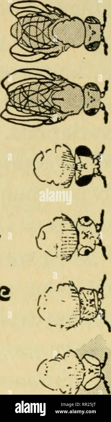 Vestigial wing fruit fly hi-res stock photography and images - Alamy