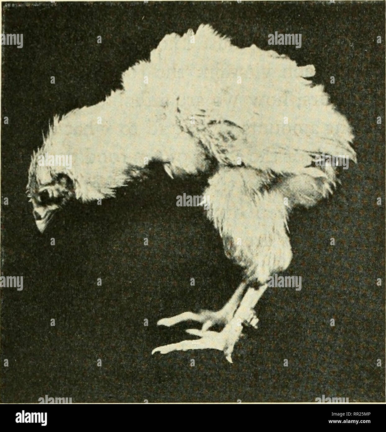 Images Of Beriberi Disease