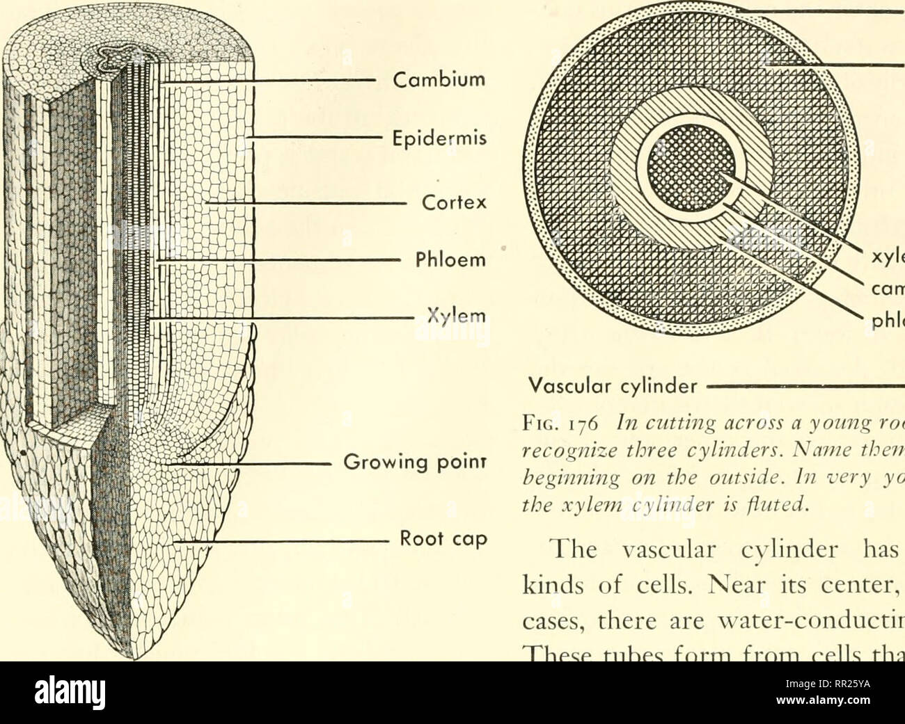 Cortex Of Root Tip