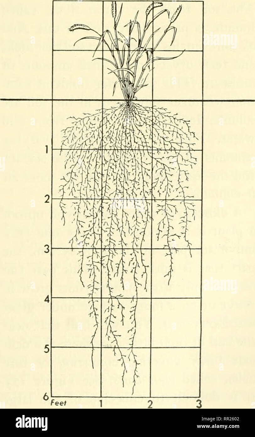 Taproot fibrous hi-res stock photography and images - Alamy Taproot fibrous hi-res stock photography and images - Alamy