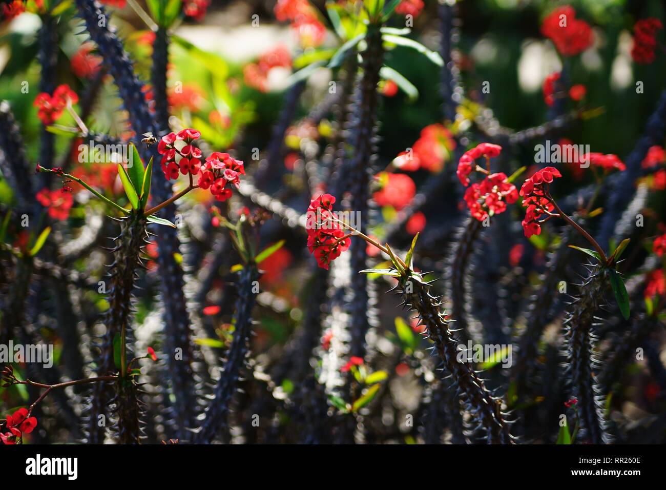 Euphorbia milii (crown of thorns/Christ thorn) plant with red flowers ...
