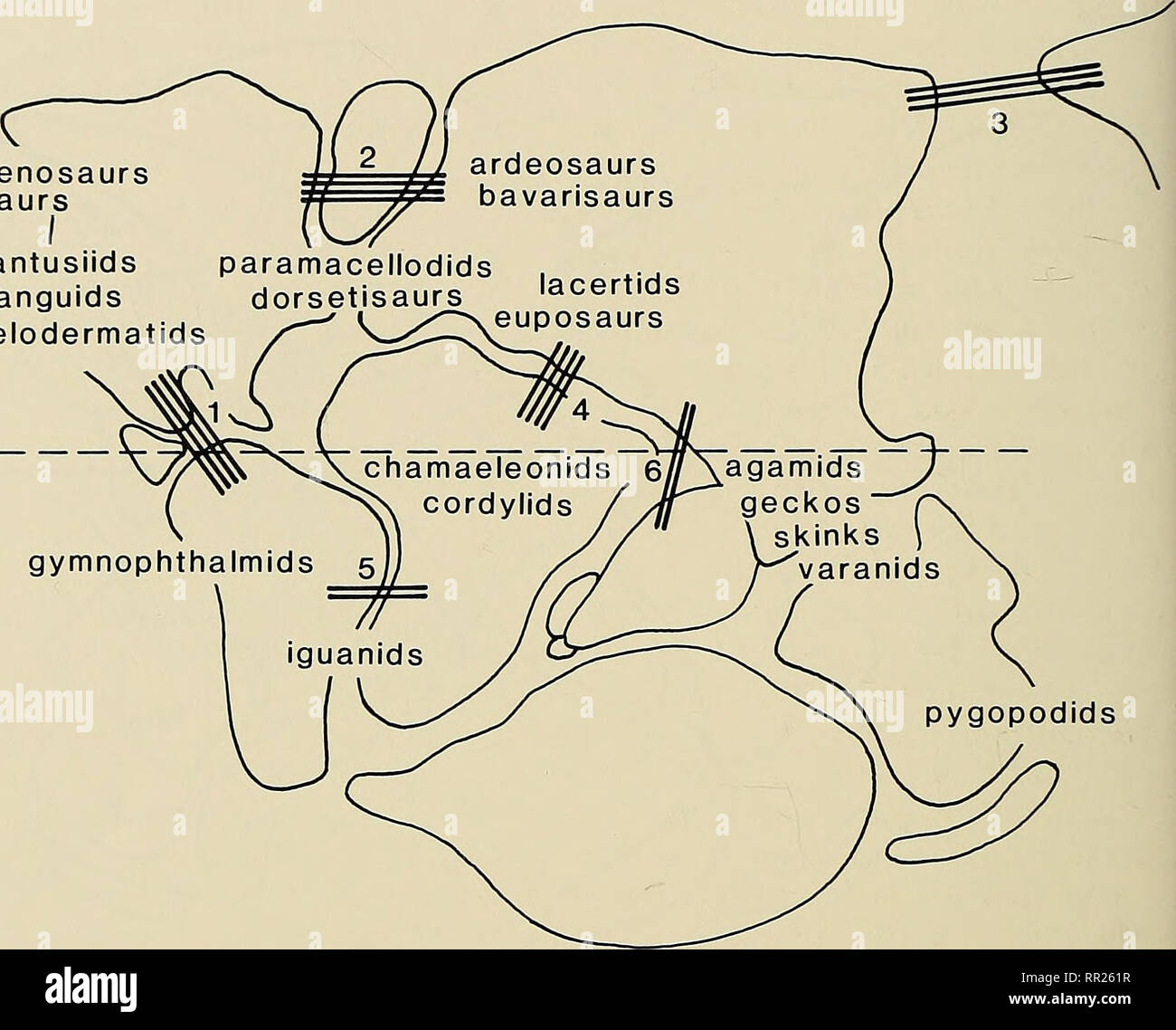 Teiids hi-res stock photography and images - Alamy