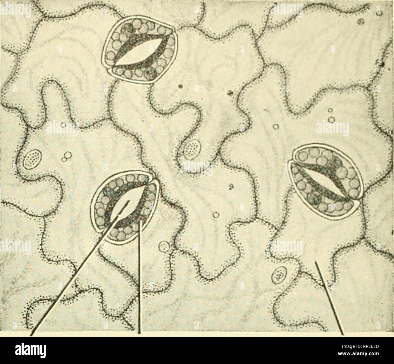 Stomata and guard cells in leaf epidermis hi-res stock photography and ...