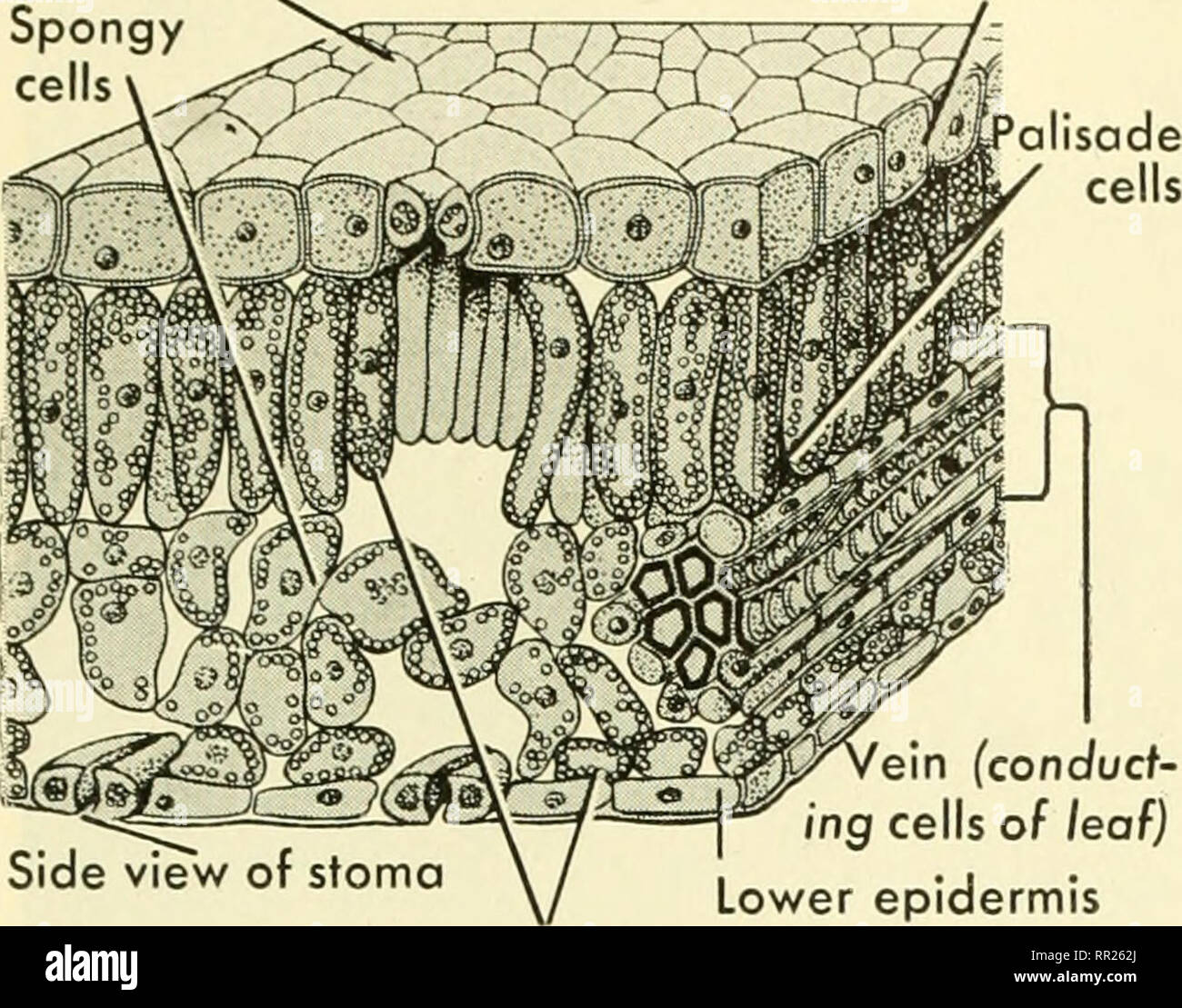 Lower Epidermis