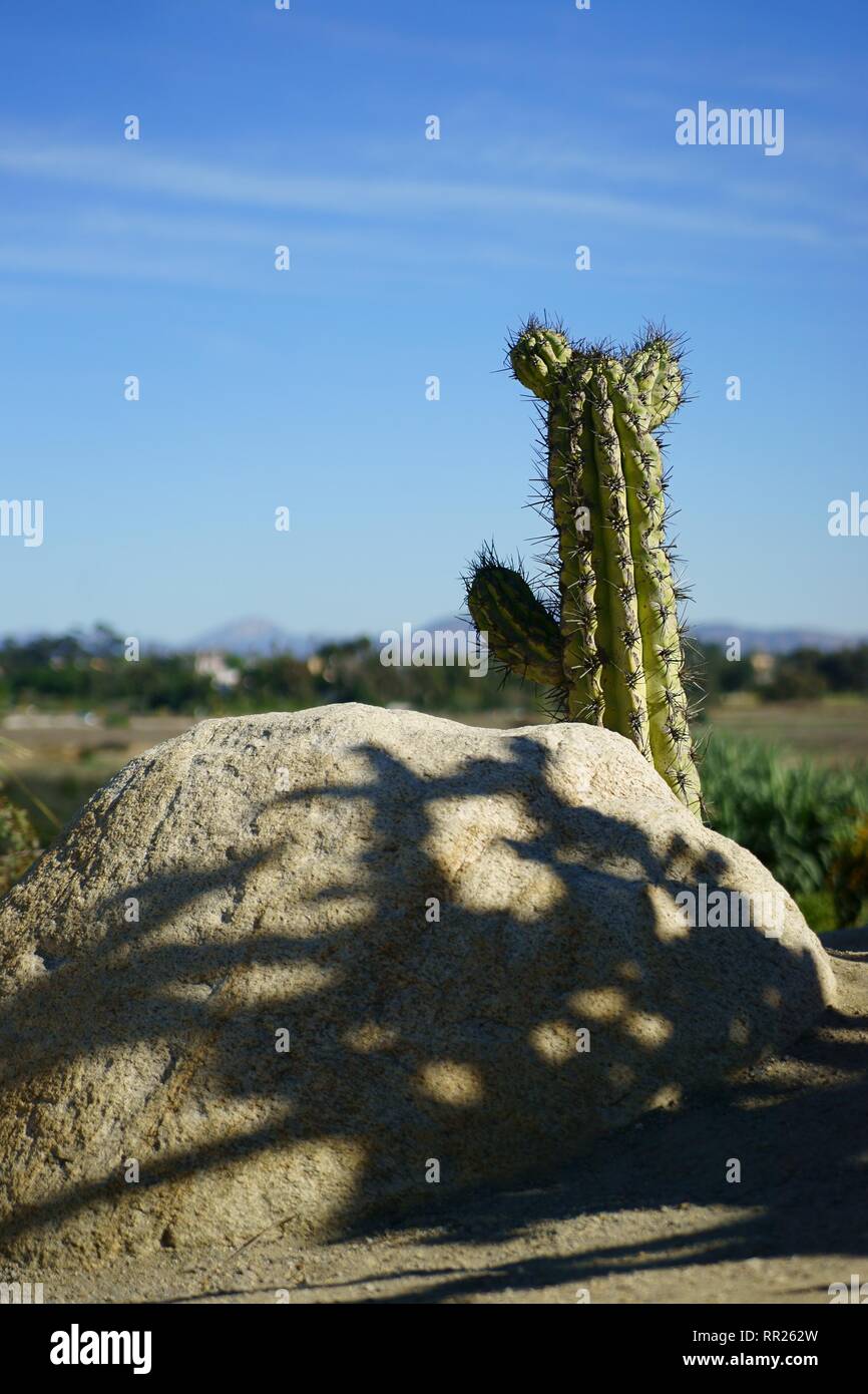 Funny cactus plant shaped like animal with ears looking forward Stock ...