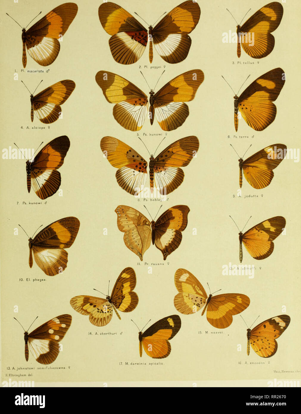 . African mimetic butterflies : being descriptions and illustrations of ...