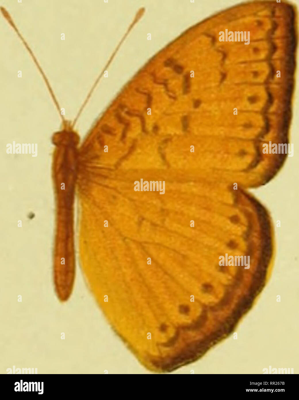 . African mimetic butterflies : being descriptions and illustrations of ...