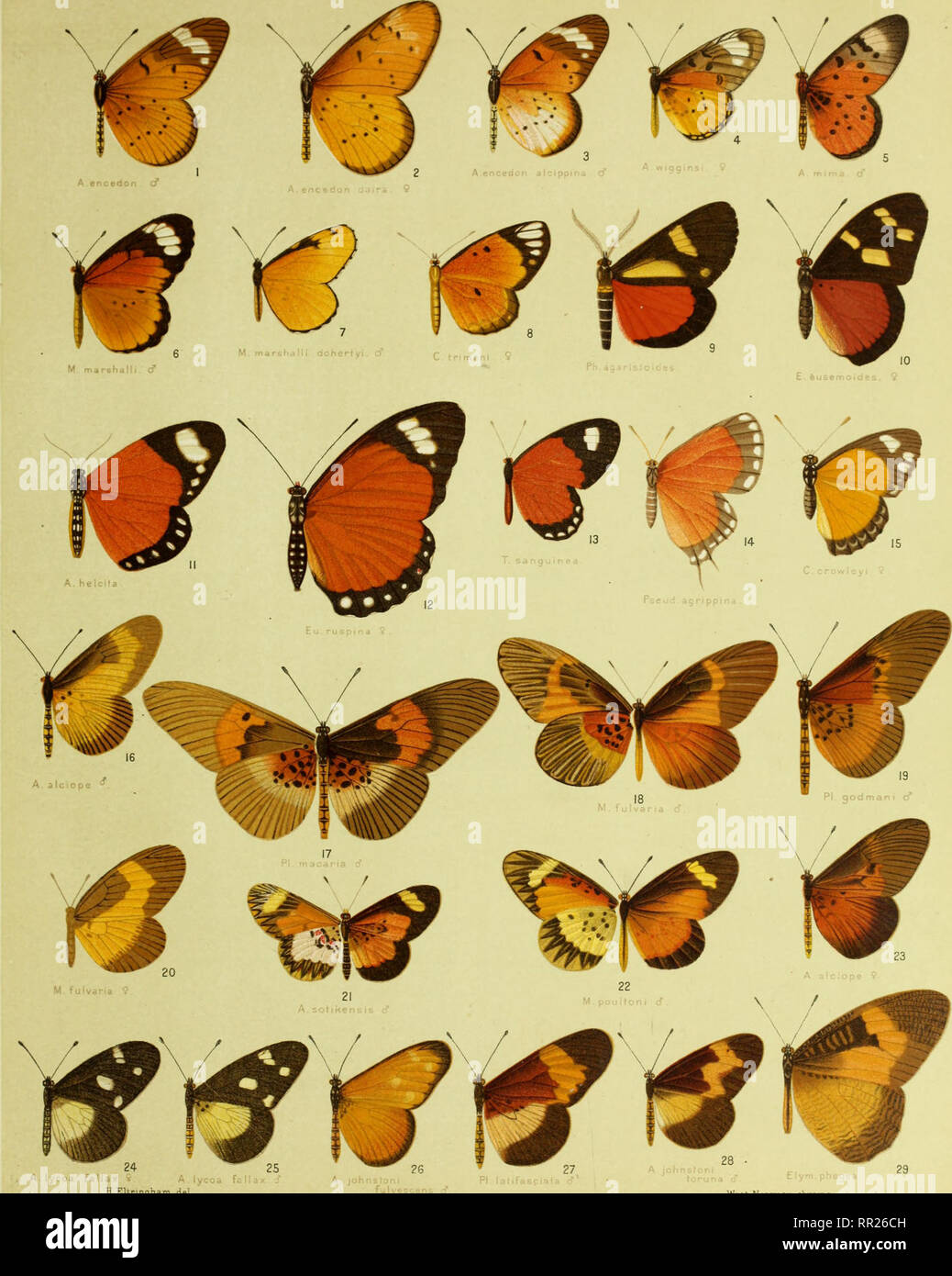 . African mimetic butterflies : being descriptions and illustrations of ...