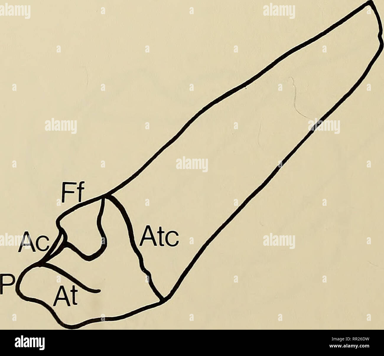 . Advances in herpetology and evolutionary biology : essays in honor of ...