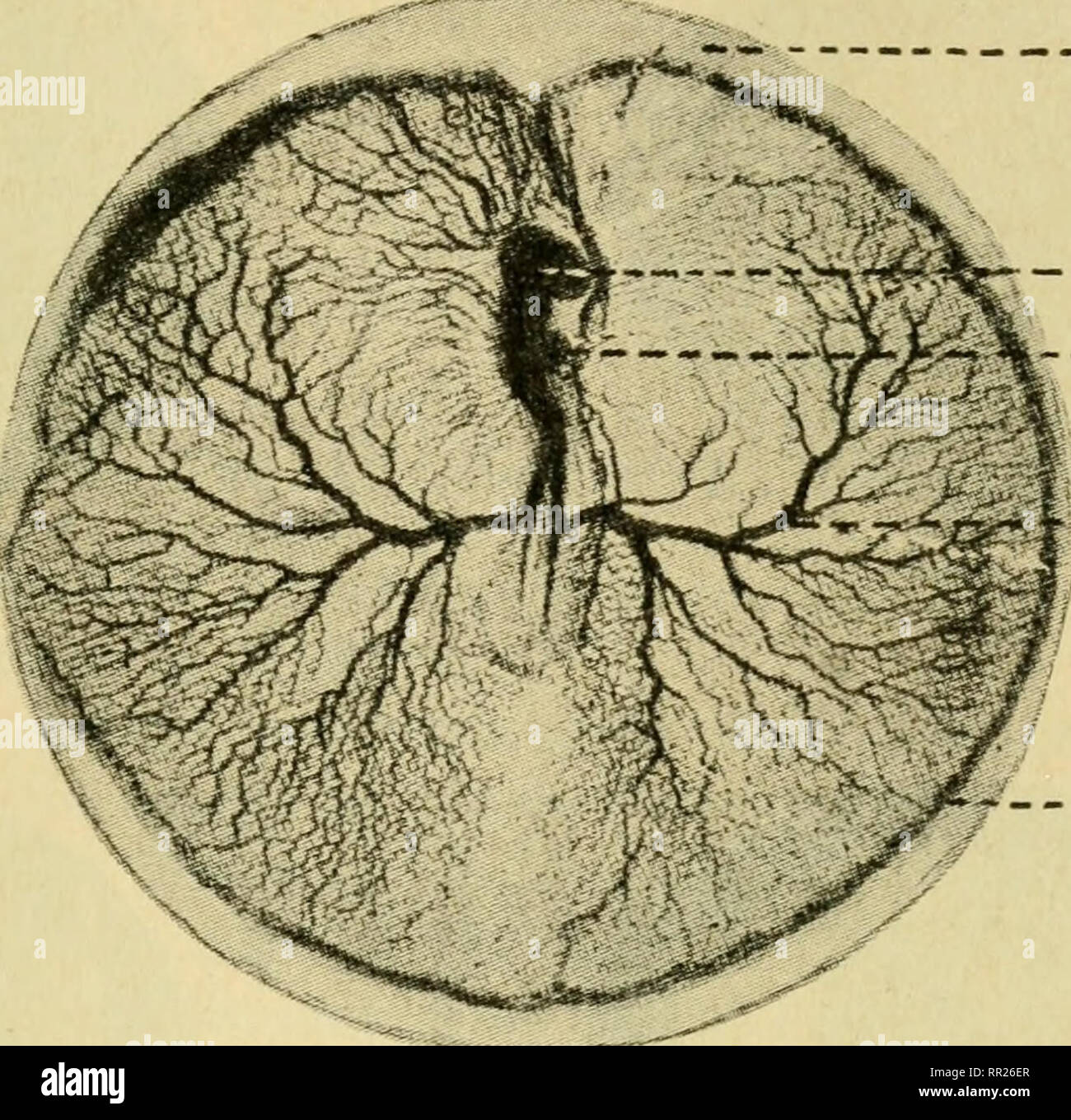 Development of the embryo of the bird hi-res stock photography and ...