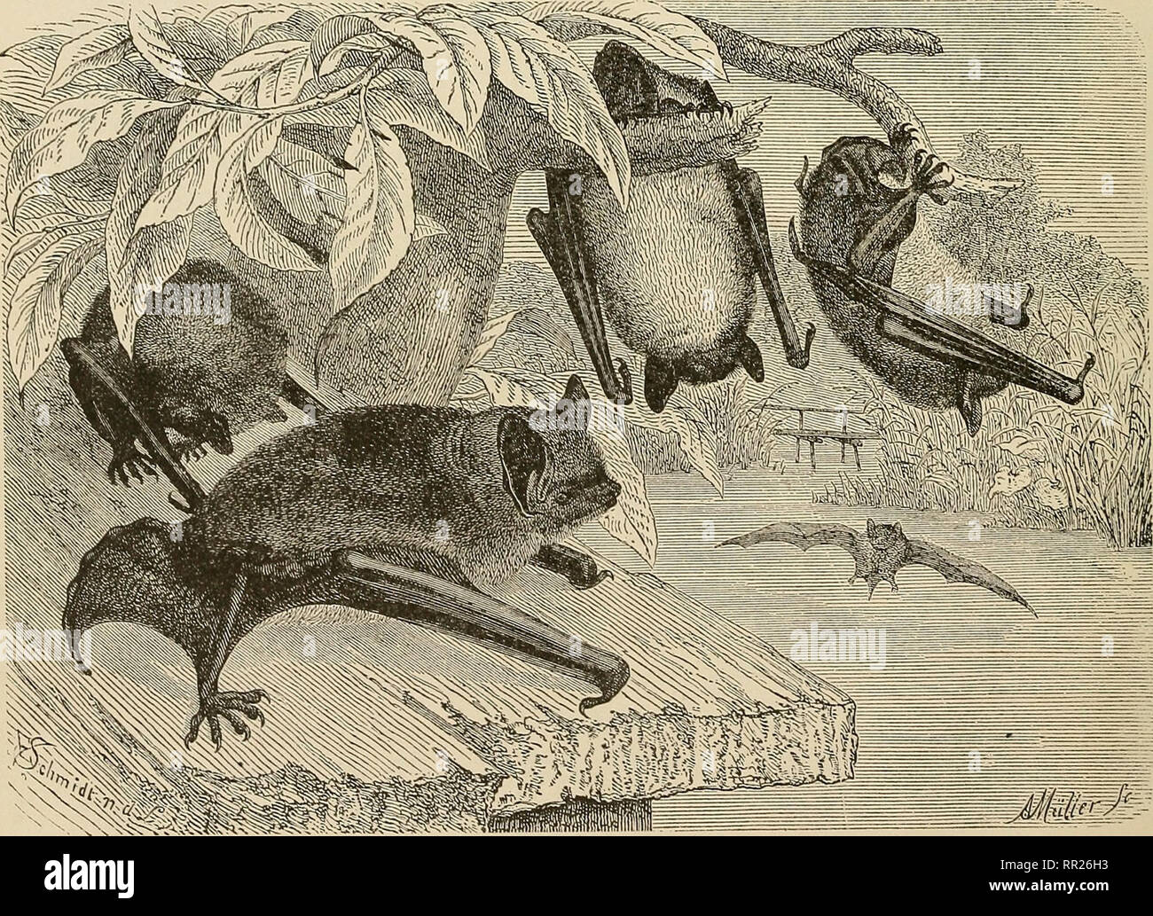 Four winged creatures hi-res stock photography and images - Alamy