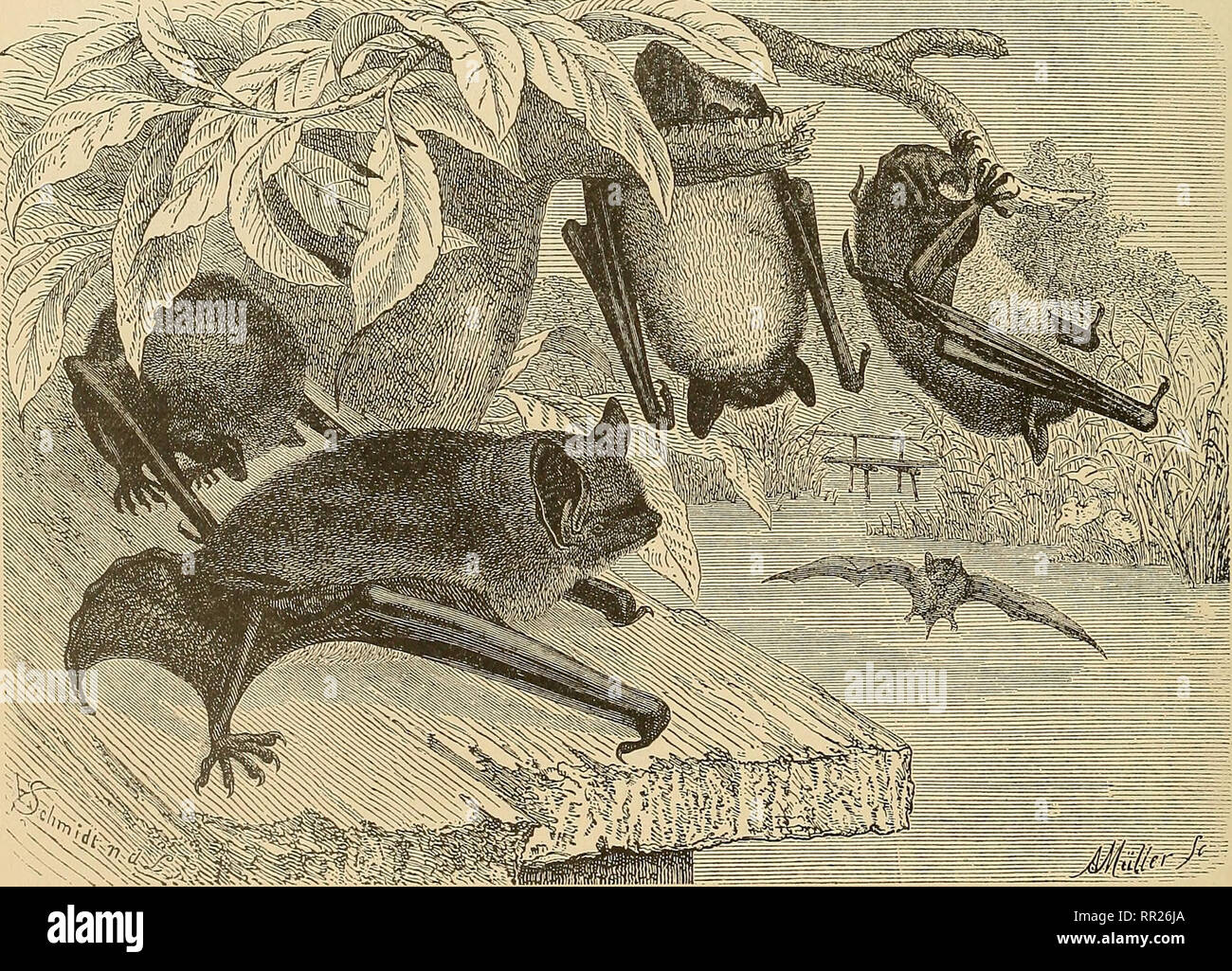 Four winged creatures hi-res stock photography and images - Alamy