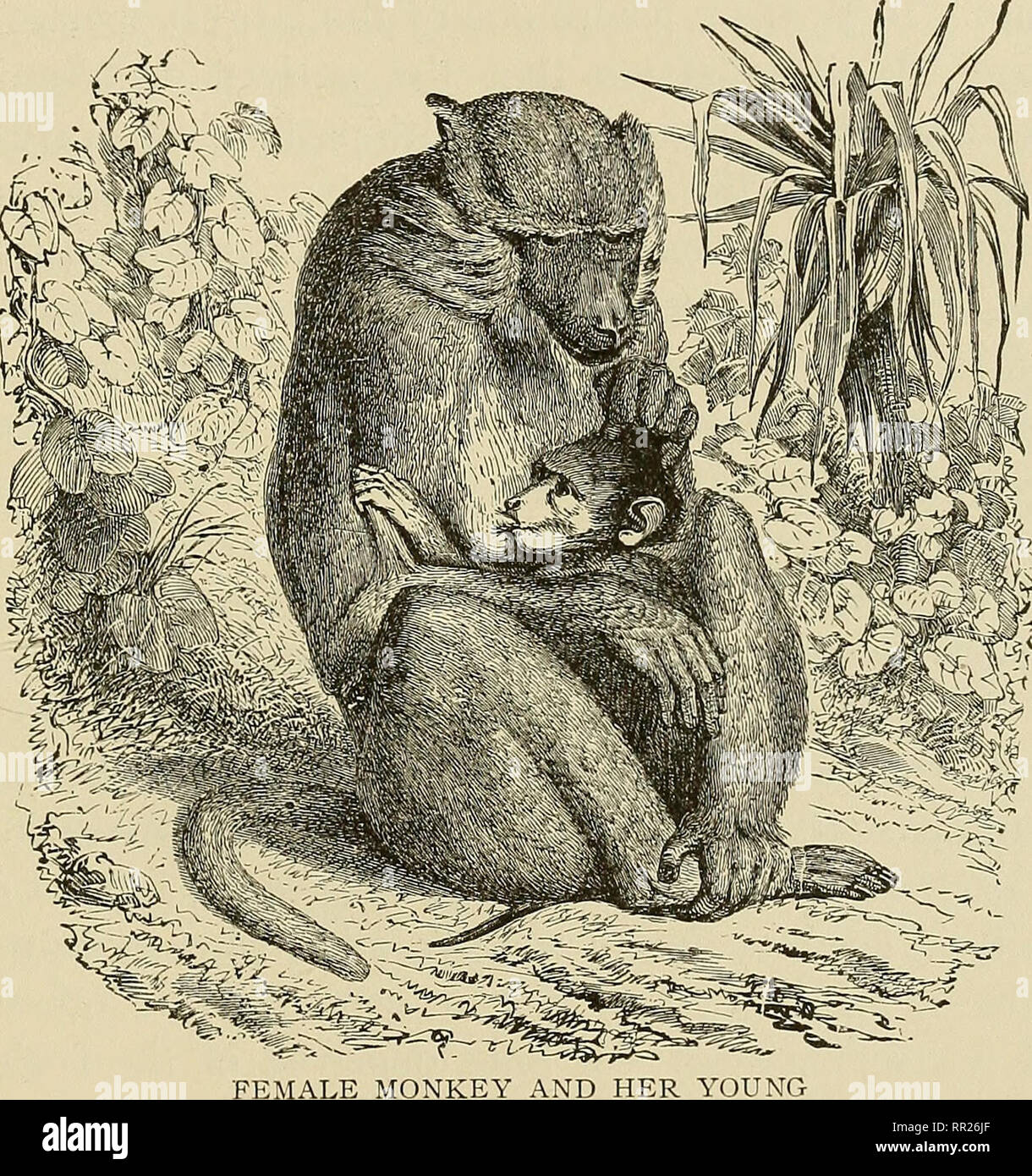 . Adventure--travel--exploration. Roosevelt, Theodore, 1858-1919 ...