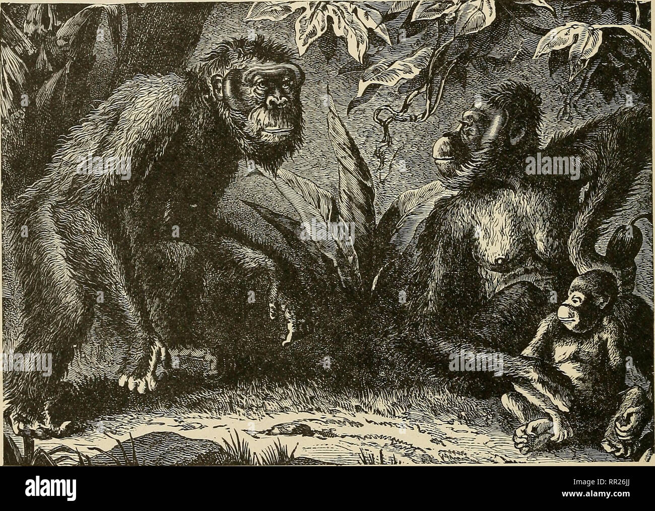 . Adventure--travel--exploration. Roosevelt, Theodore, 1858-1919 ...