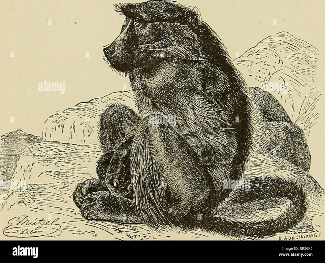 Cackling Hen High Resolution Stock Photography and Images - Alamy