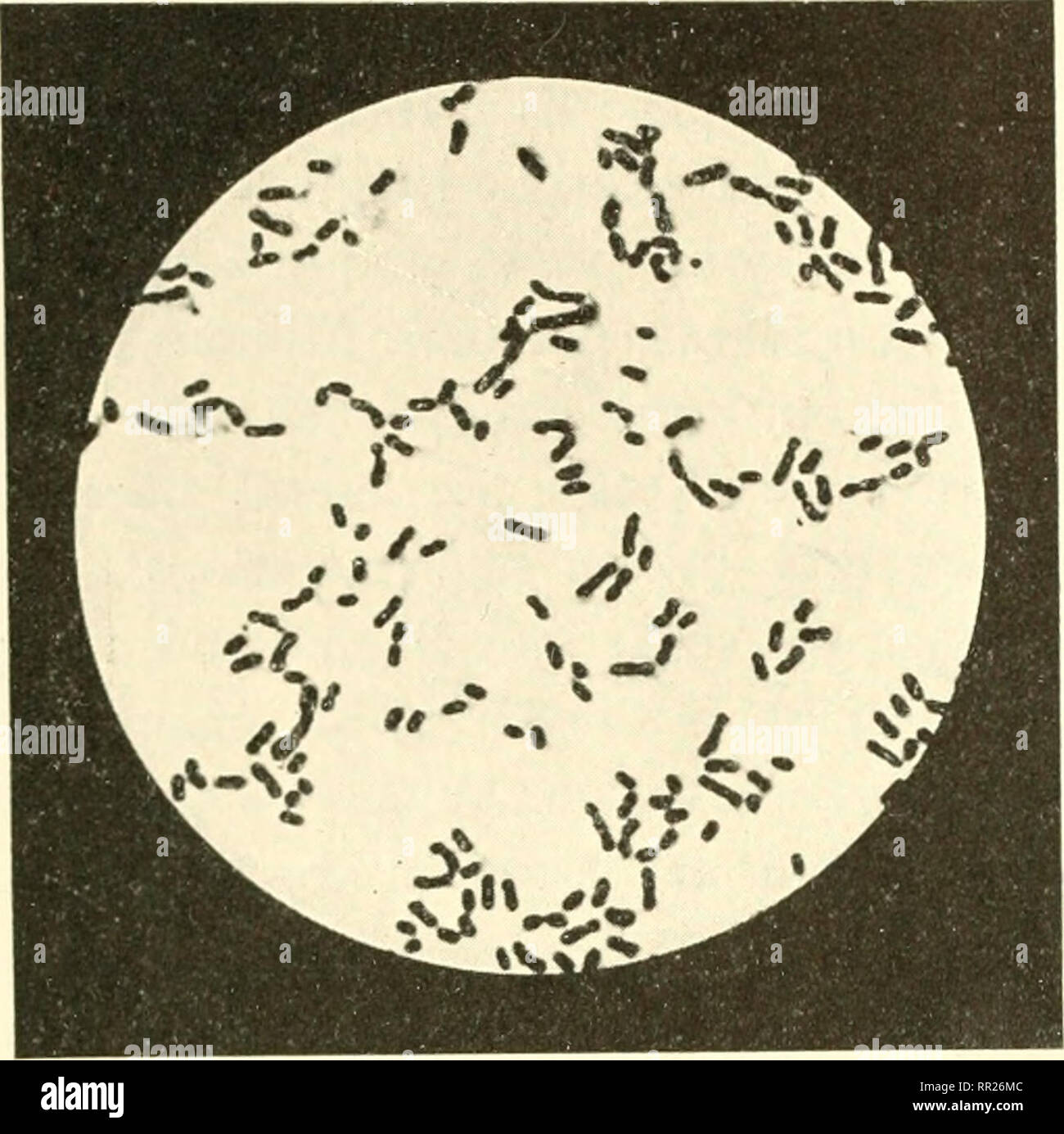 . Adventures with animals and plants. Biology. 78 The Living Things of ...