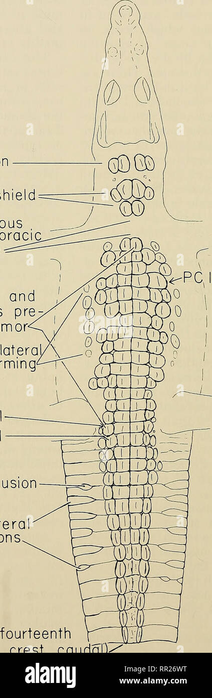 Cervical shield hi-res stock photography and images - Alamy