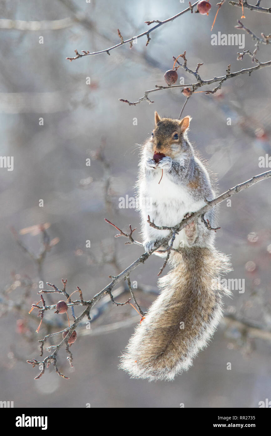Sciurus carolinensis, common name eastern gray squirrel or grey ...