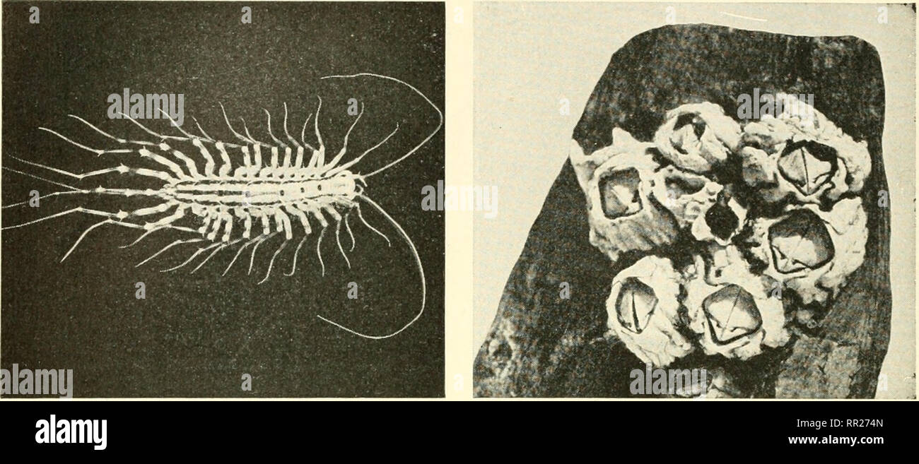 Thousand leggers hi-res stock photography and images - Alamy