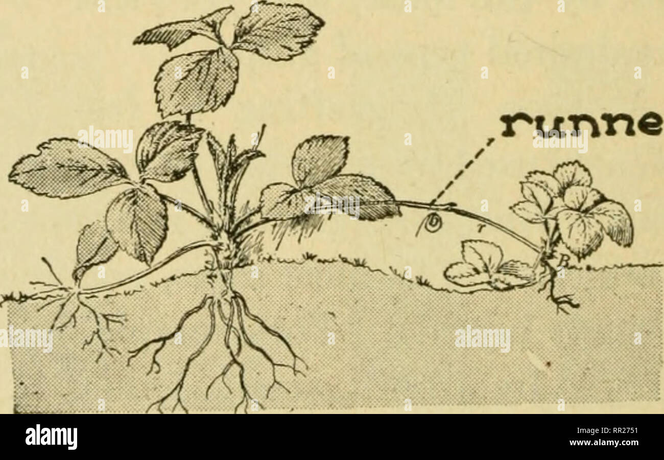 Layering Reproduction