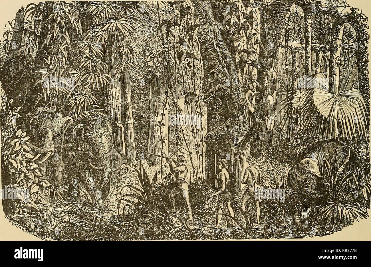 Elephant Trunk Finger High Resolution Stock Photography and Images - Alamy