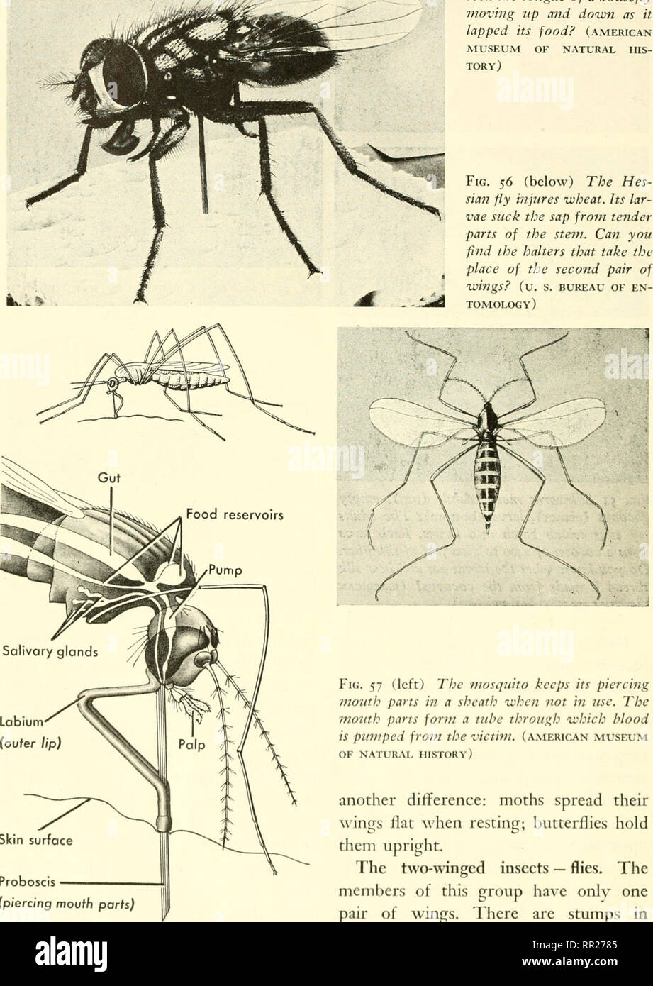 . Adventures with animals and plants. Biology. 44 The Living Things of ...