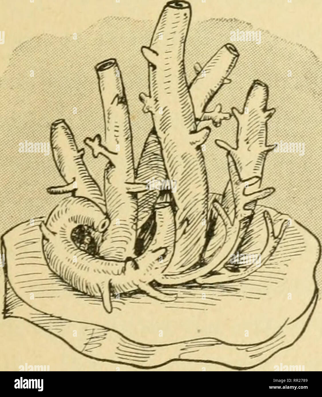 Different spore types hi-res stock photography and images - Alamy
