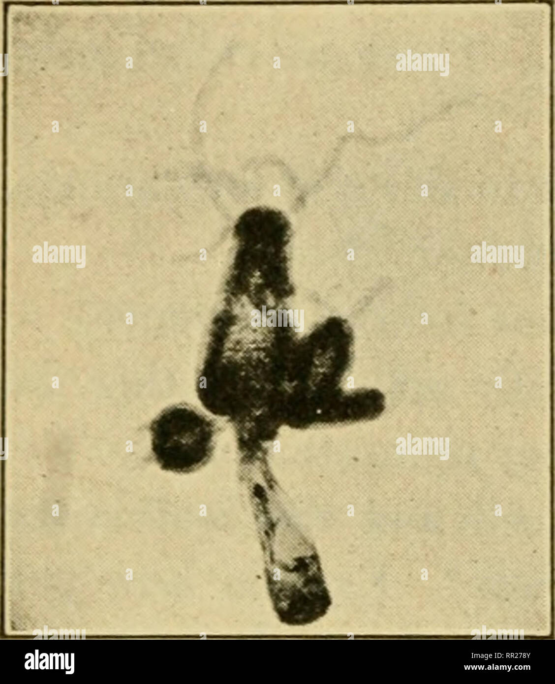 Budding yeast reproduction hi-res stock photography and images - Alamy