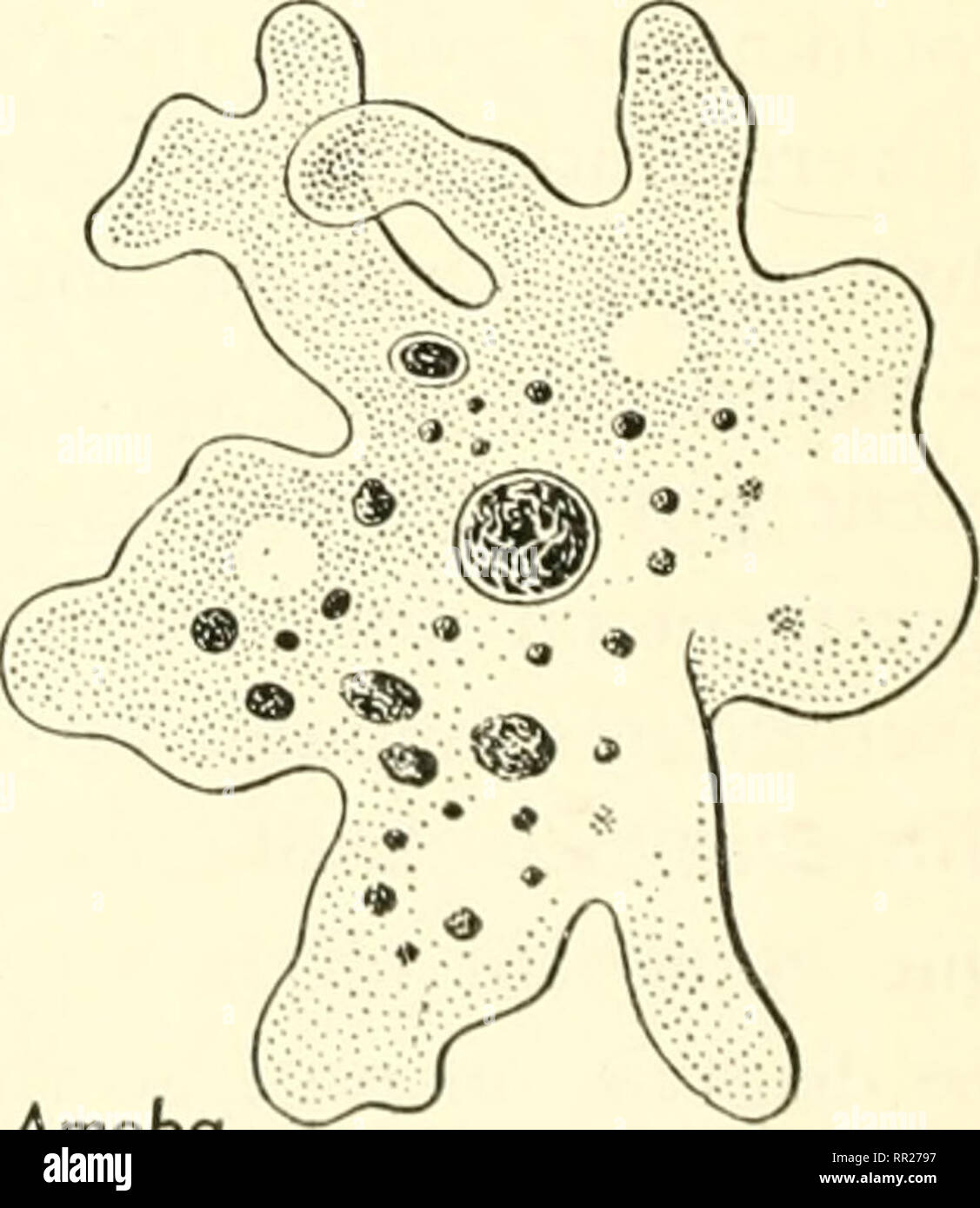 . Adventures with animals and plants. Biology. Fresh water Sponge ...