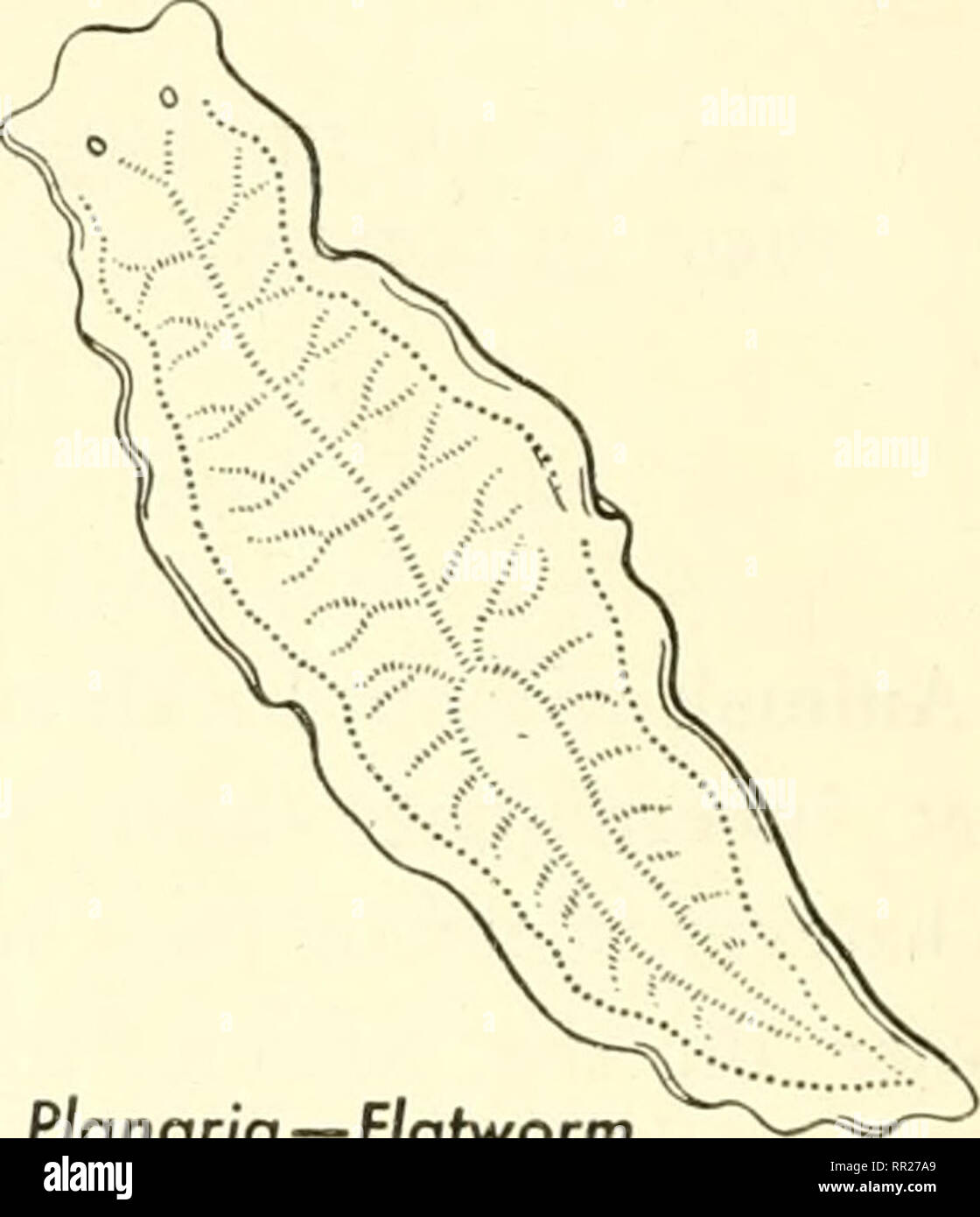 Flatworm planaria hi-res stock photography and images - Alamy