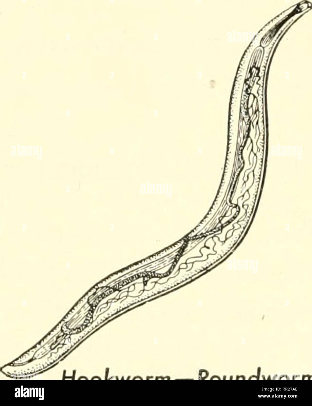 Roundworm Drawing