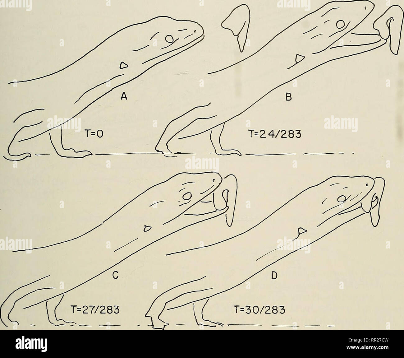 Types of lizards hi-res stock photography and images - Alamy