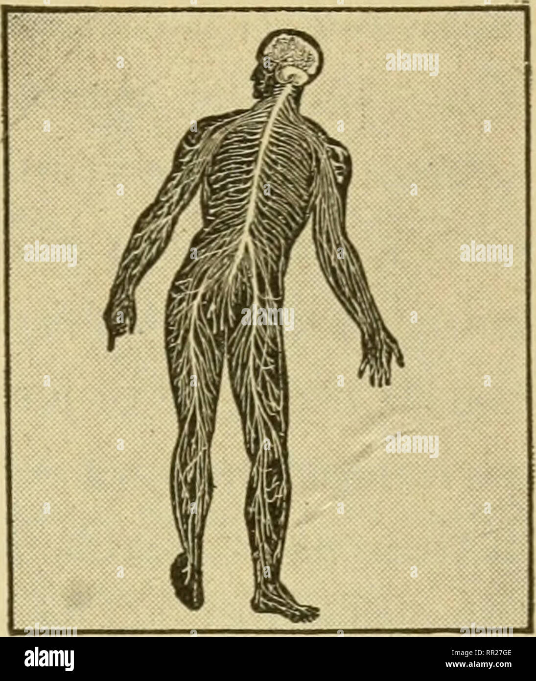 Biology Human Instincts