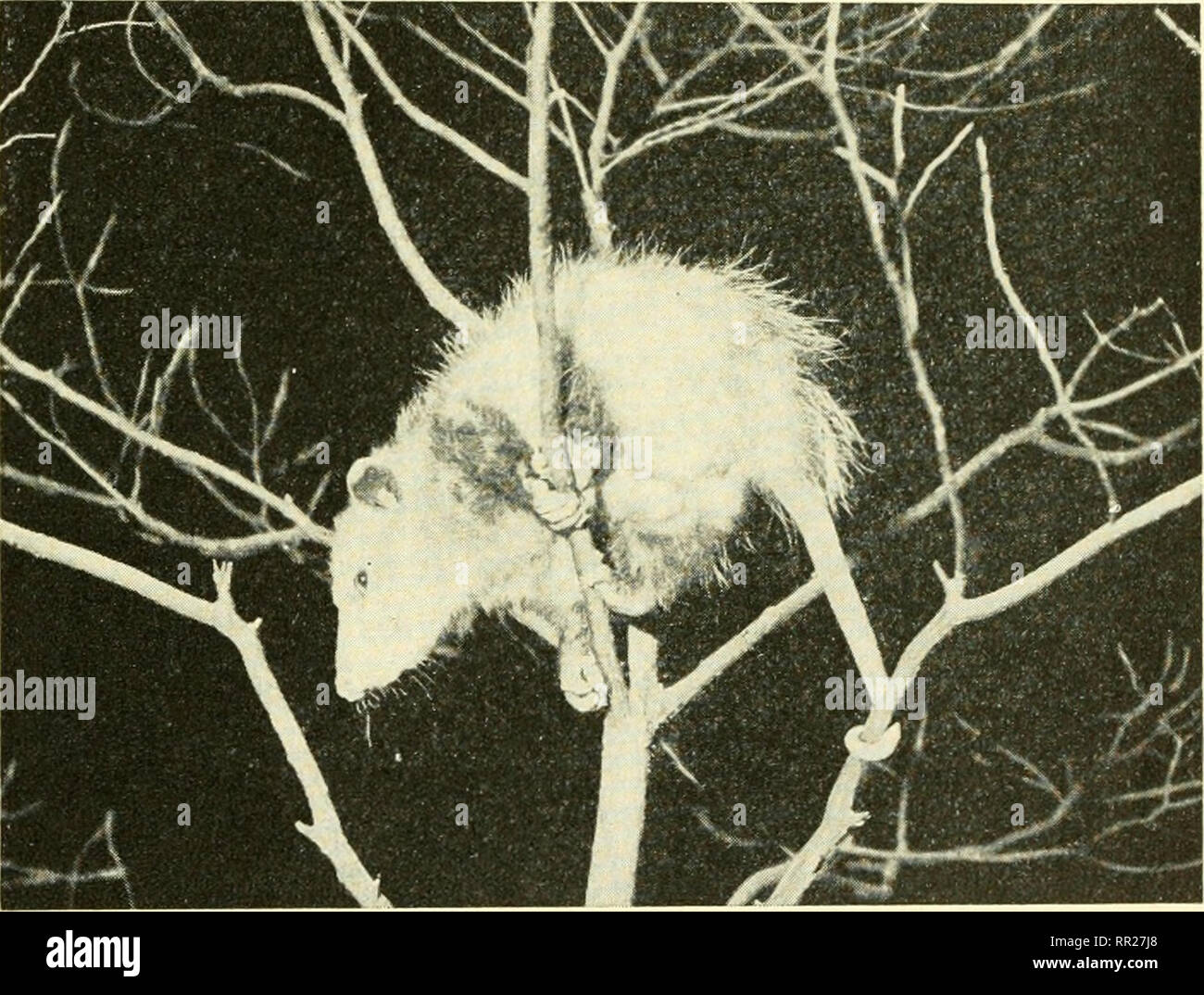 Opossum bones hi-res stock photography and images - Alamy