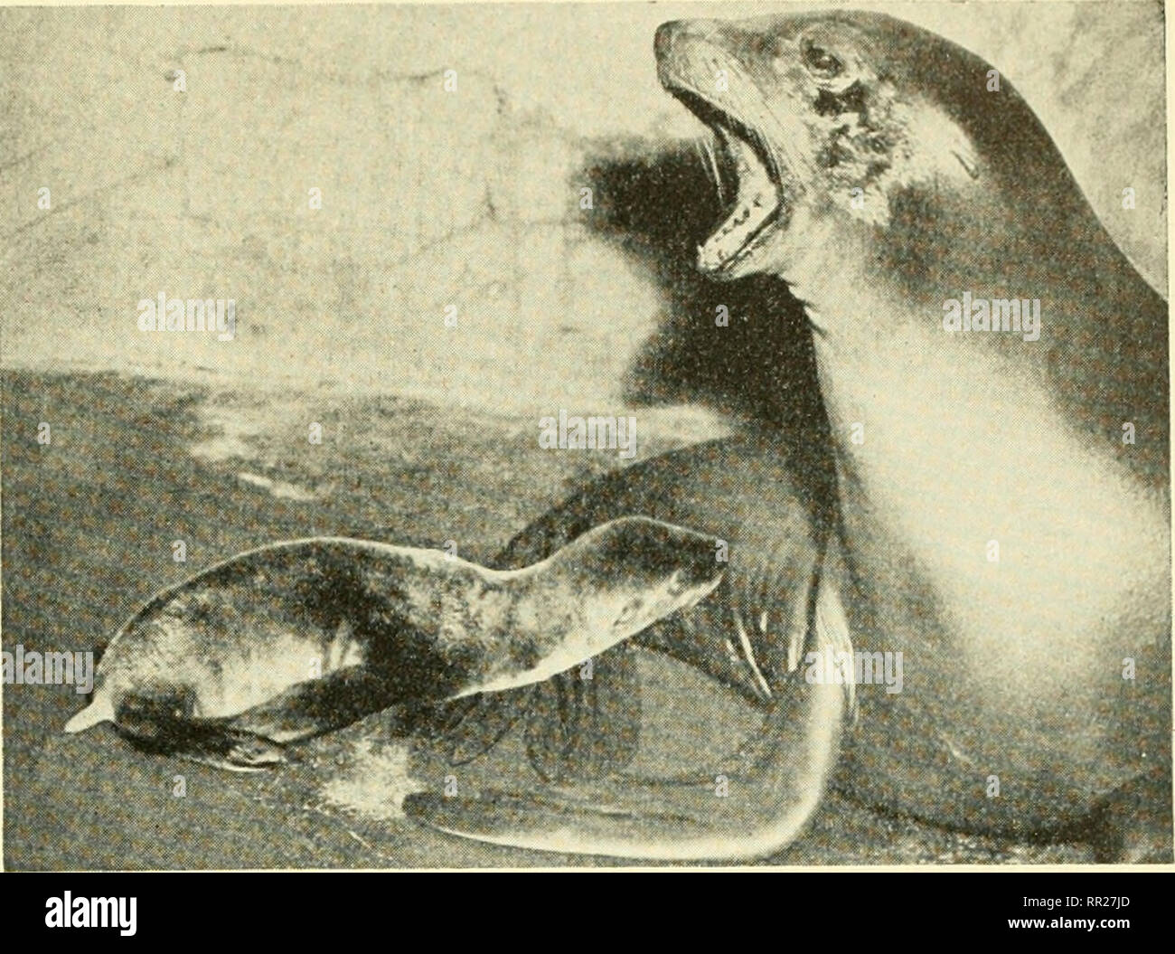 Lion pointed teeth hi-res stock photography and images - Alamy